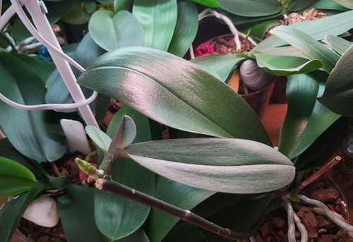 Орхидея фаленопсис детка Sparks