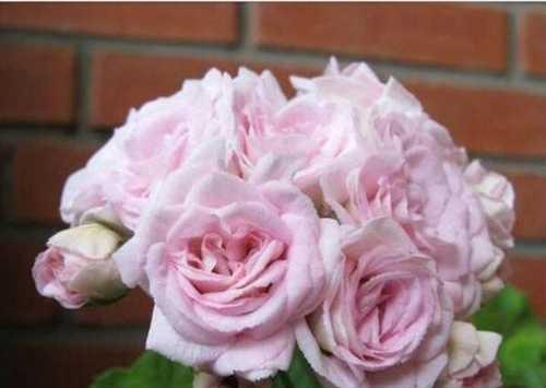 Millfield Rose Розебудная пеларгония