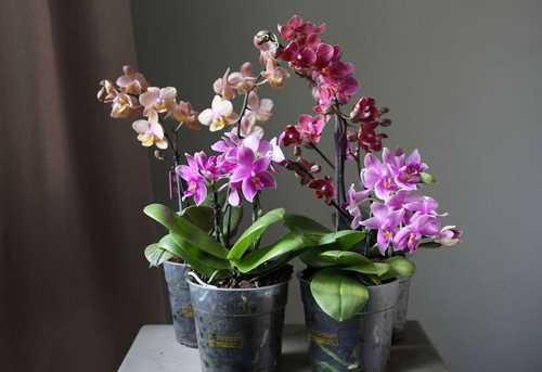 Орхидея парфюм ароматная