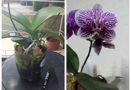 Орхидея : Зебра миди