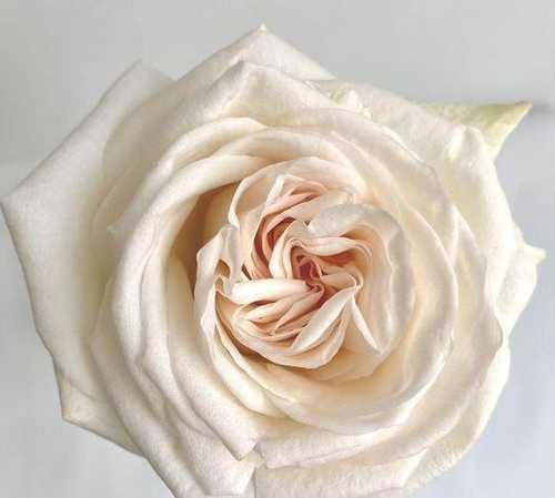 Роза Вайт Охара (50 см.)