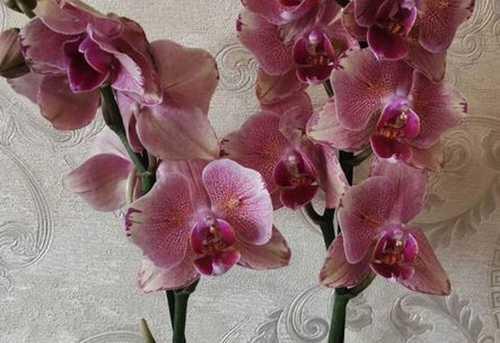Орхидея фаленопсис бабочка Пират пикоти
