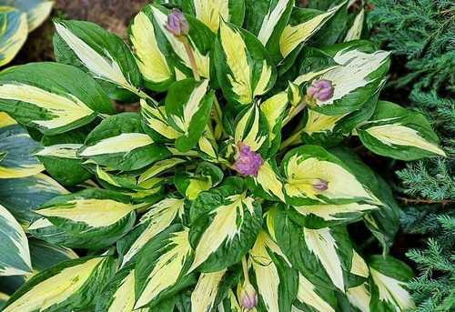 Хосты гибридные