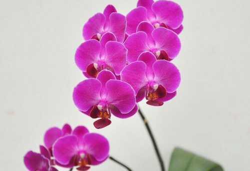 Орхидея фаленопсис мультифлора Морелия