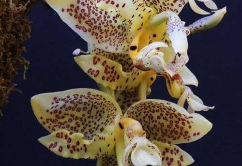 Орхидея стангопея Chloe Bush, подросток