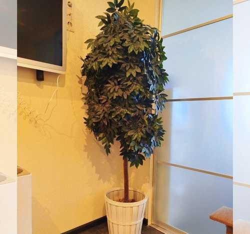 Фикус бенджамина искусственный