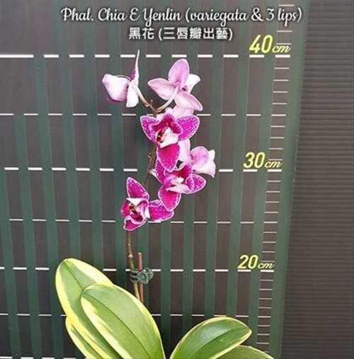 Орхидея вариегата трилипс
