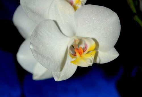 Орхидея фаленопсис Белая