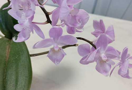 Орхидея мини "Лики" (Lieke )