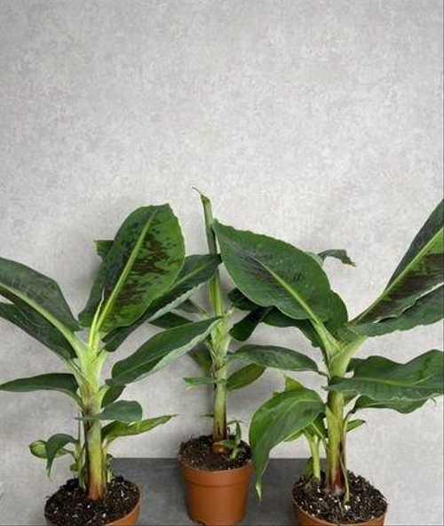 Муса Банан комнатные растения цветы
