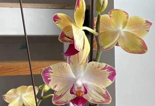 Орхидея фаленопсис Попугай. Азия во мхе