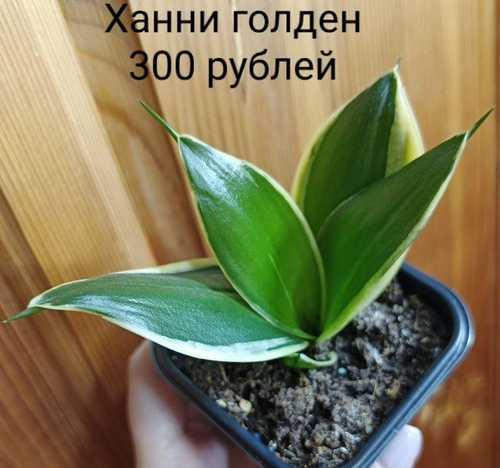 Комнатные цветы