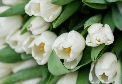 Белые тюльпаны опт