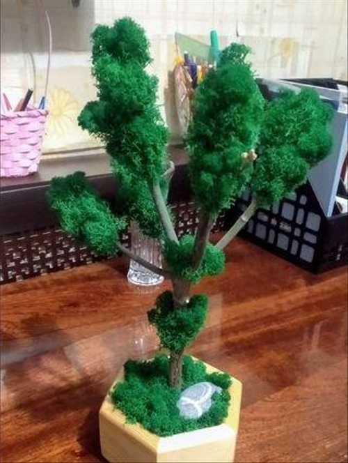 Дерево бонсай