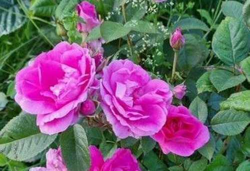 Куст Розовая Роза, 4 года