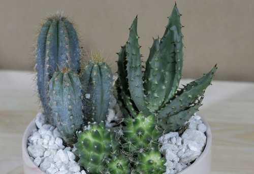 Композиция из кактусов в керамическом кашпо