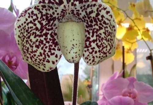 Орхидея башмачок Paphiopedilum bellatulum