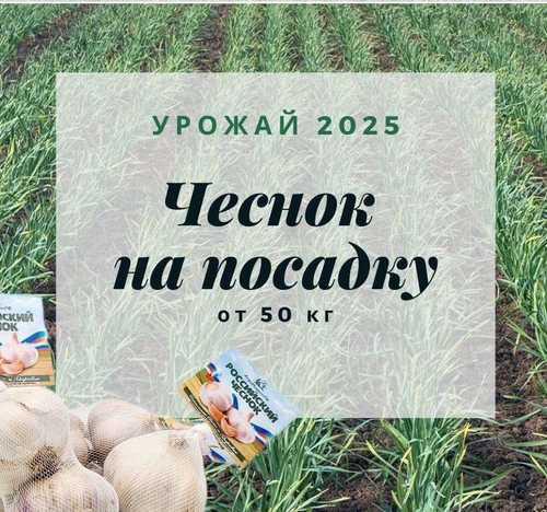 Чеснок озимый семена на посадку