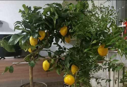 Мандарин и лимон плодоносящий