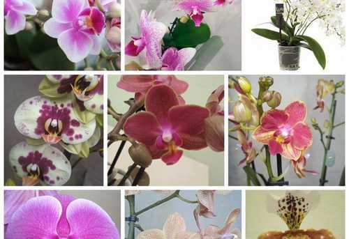 Орхидея фаленопсис сортовые