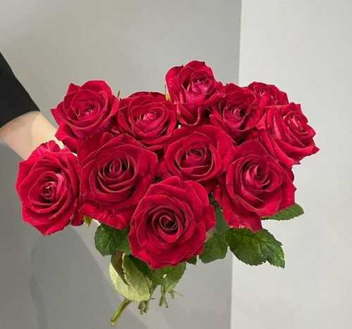 Роза Чири 60 см