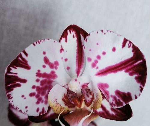 Орхидея фаленопсис Magic Art