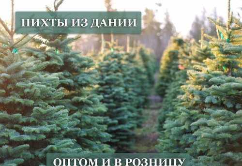 Ель голубая видовая 180см