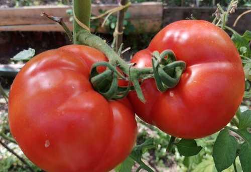 Рассада томатов,перцев,баклажанов