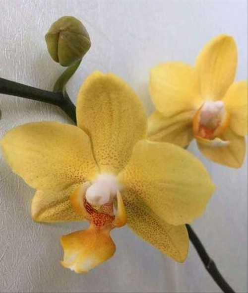 Орхидея фаленопсис Phal. Little Emperor ES