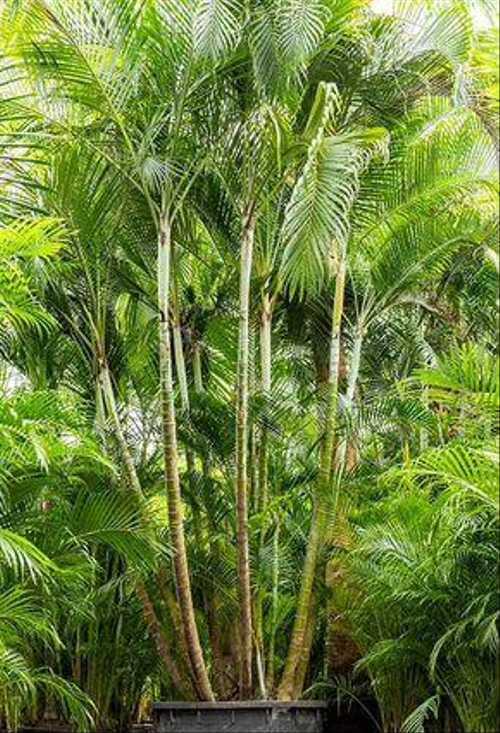Пальма арека хризалидокарпус дипсис гигантская