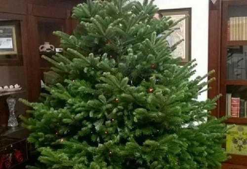 Пихта Нордмана самое новогоднее дерево