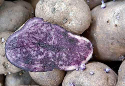 Семенной картофель фиолетовый и еще 3 сорта