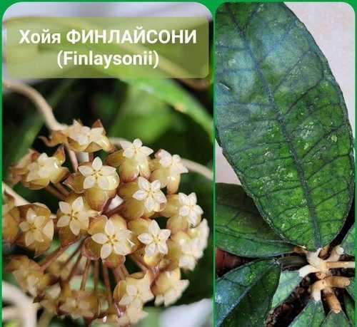 Хойя Финлайсони (Hoya finlaysonii)