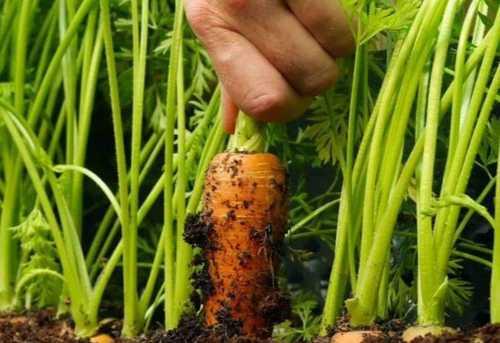 Семена моркови, свёклы, зелени
