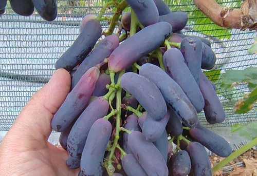 Черенки винограда