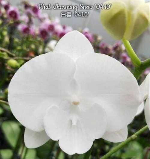 Орхидея Phal. Charming Snow '0410'