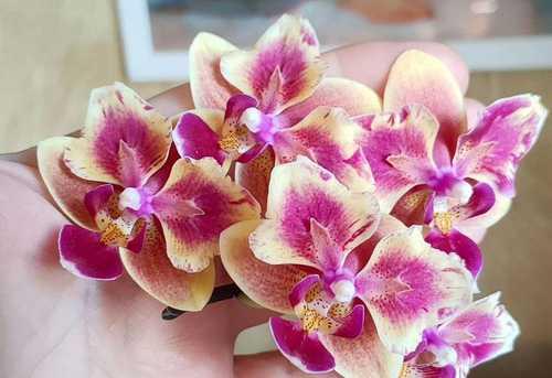 Орхидея фаленопсис I-Hsin Yellow Tris. Бабочка