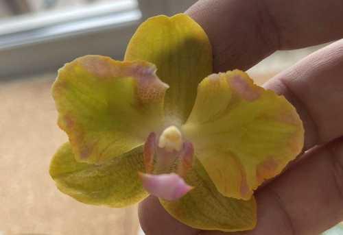 Орхидея бабочка восковик фаленопсис D-38 Sonya