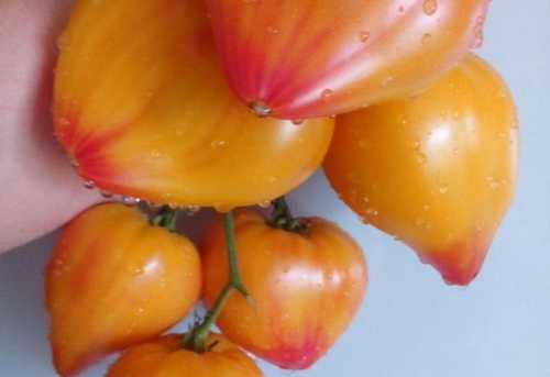 Продам семена коллекционных помидор мировой селекц