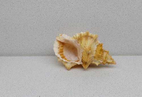 Бурса Лиссостома 12,6 морская ракушка раковина