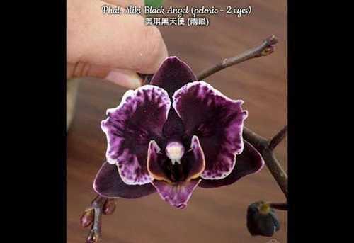 Phal Miki Black Angel peloric