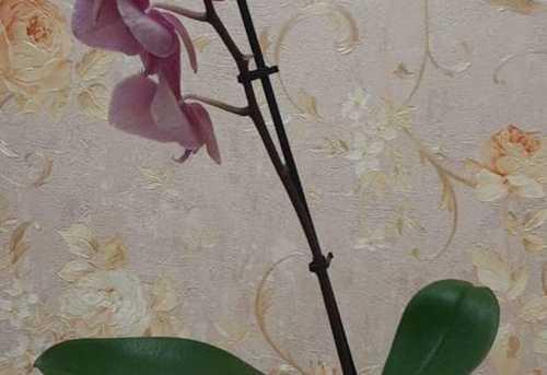 Орхидея Фаленопсис Сапорита