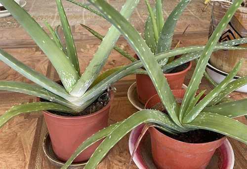 Цветок Алоэ (Aloe vera)