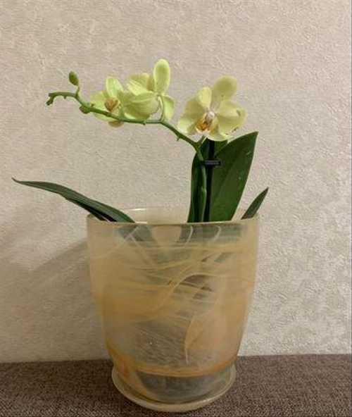 Горшок для орхидеи стекло