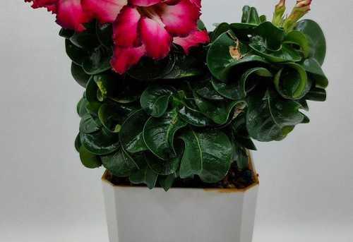 Adenium Mini (Махровый мини адениум), сеянец