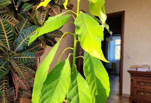 Авокадо Экзотическое растение