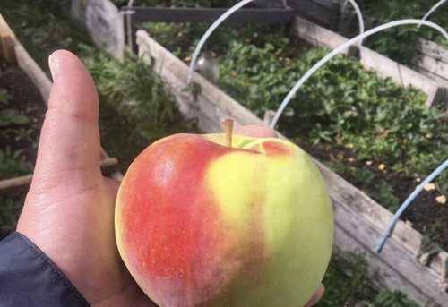Яблони 10 летние цена за 1 шт