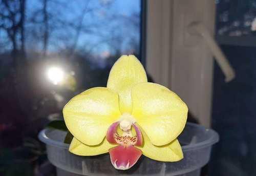 Орхидея лимонная