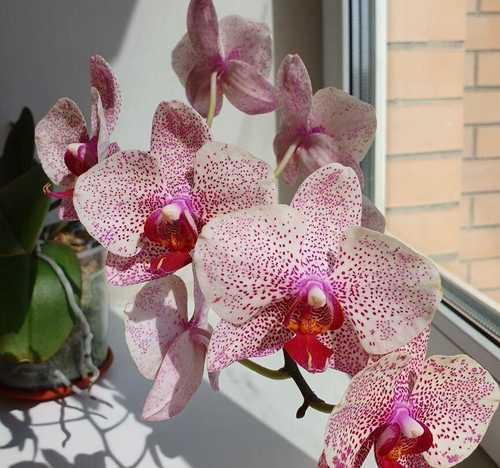 Phal. I-hsin Sesame