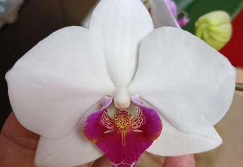 Орхидея фаленопсис passion new